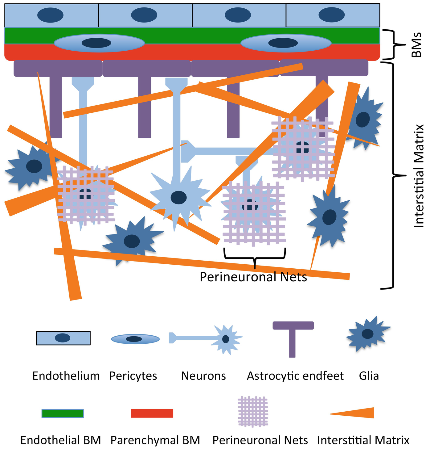 Extracellular Matrix in Stroke | SpringerLink