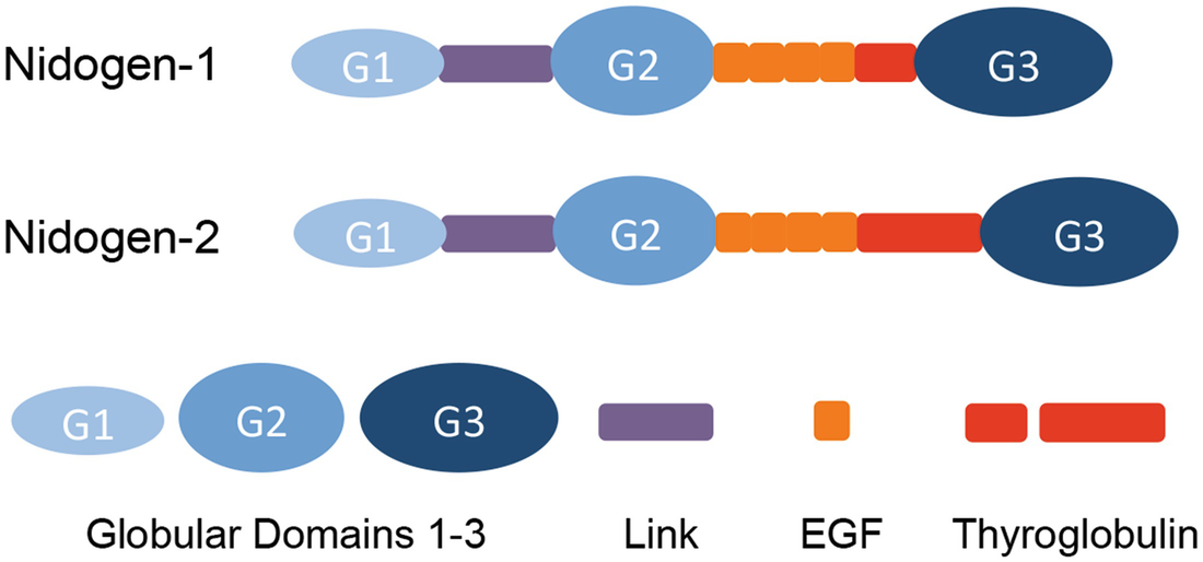 Extracellular Matrix in Stroke | SpringerLink
