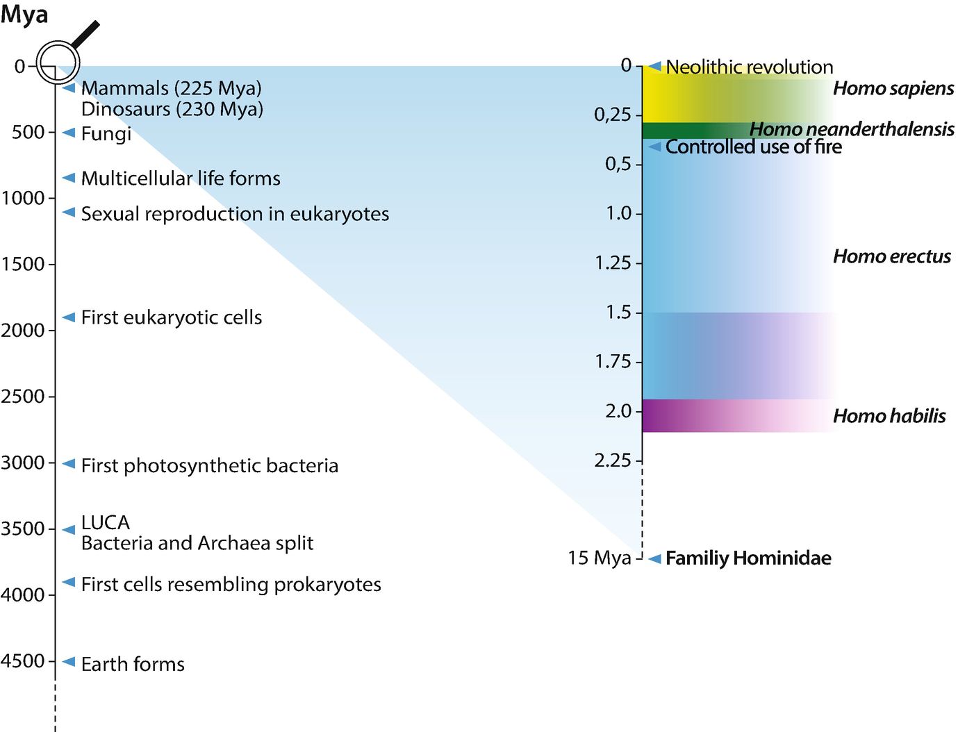 Evolutionary Perspectives on the Human Gut Microbiome | SpringerLink