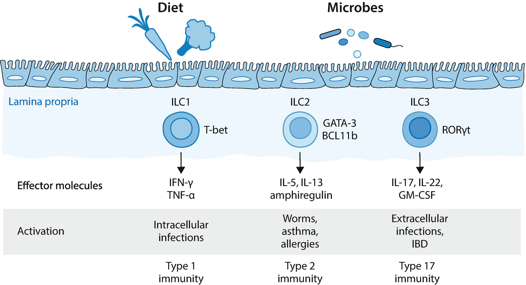 Microbiome and Gut Immunity: Innate Immune Cells | SpringerLink