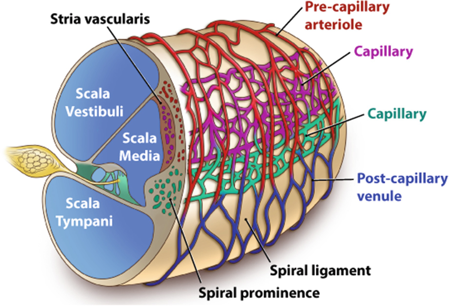 Cochlear Vascular Pathology and Hearing Loss | SpringerLink