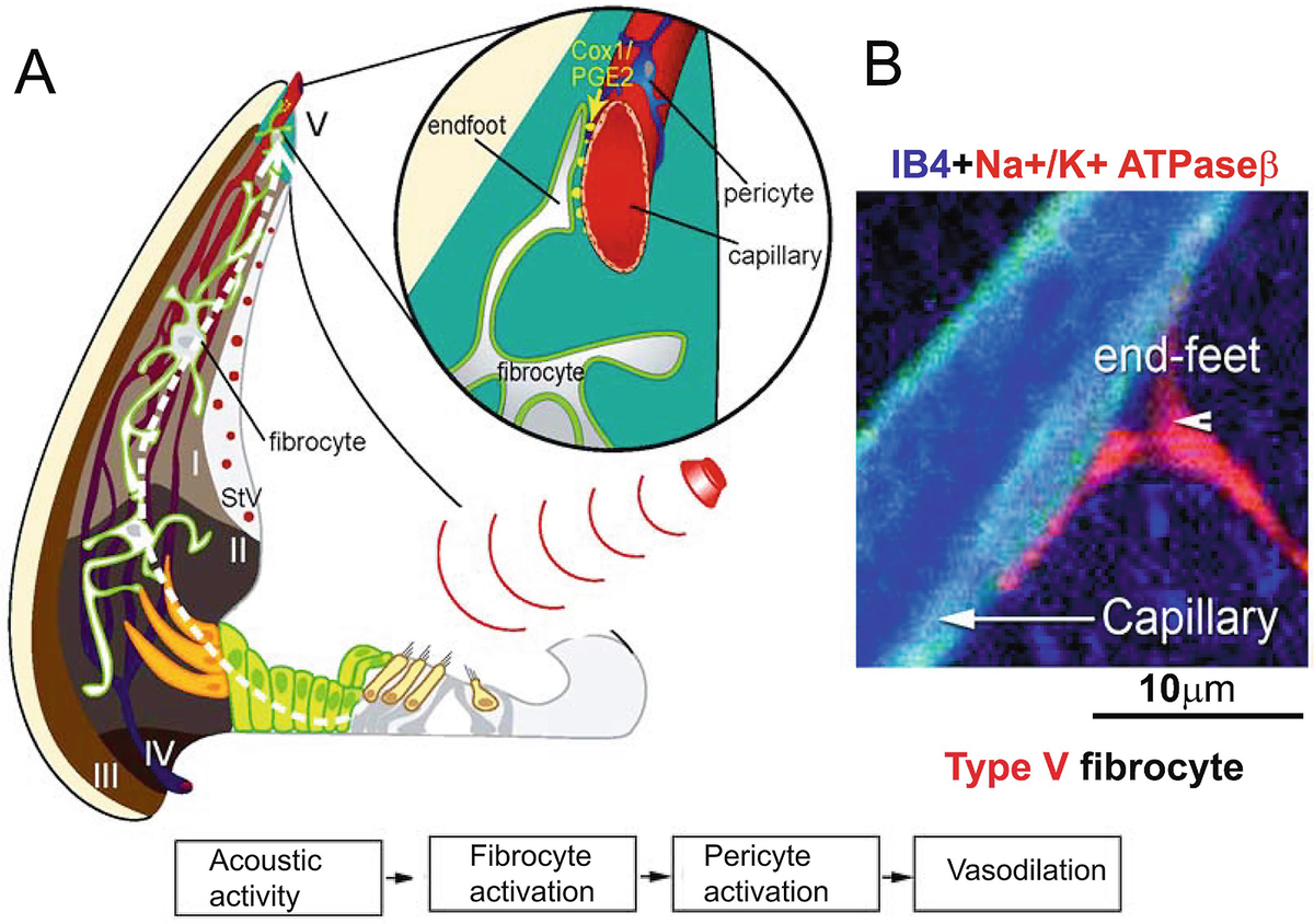 Cochlear Vascular Pathology and Hearing Loss | SpringerLink