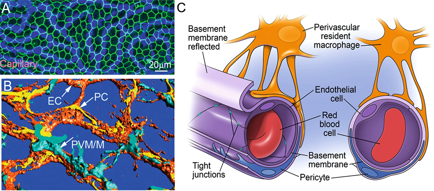 Cochlear Vascular Pathology and Hearing Loss | SpringerLink