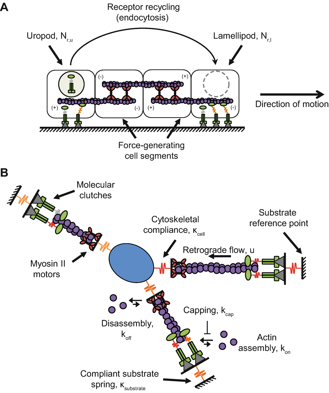 Modeling Cell Migration Mechanics | SpringerLink