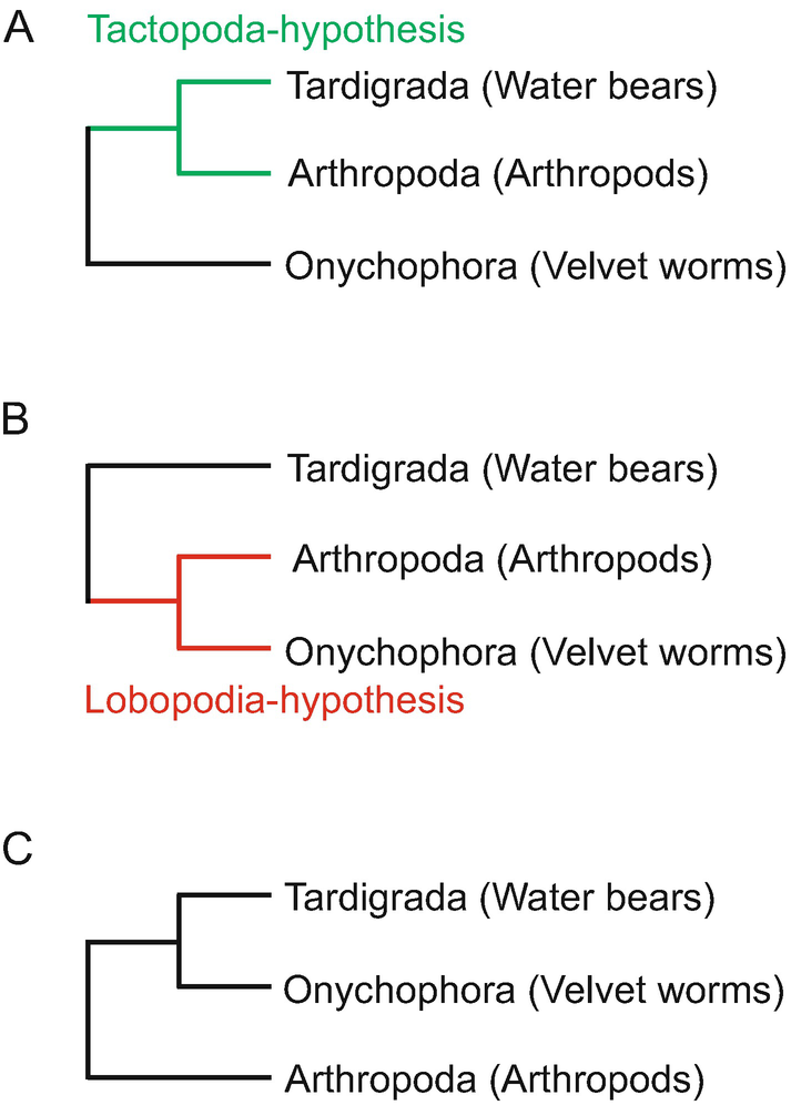 Phylogeny and Integrative Taxonomy of Tardigrada | SpringerLink