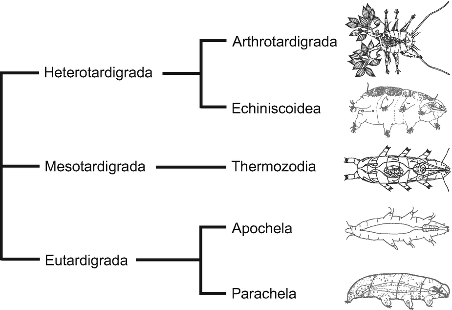 Phylogeny and Integrative Taxonomy of Tardigrada | SpringerLink