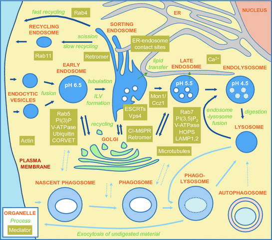 The Endosomal Network: Mediators and Regulators of Endosome Maturation ...
