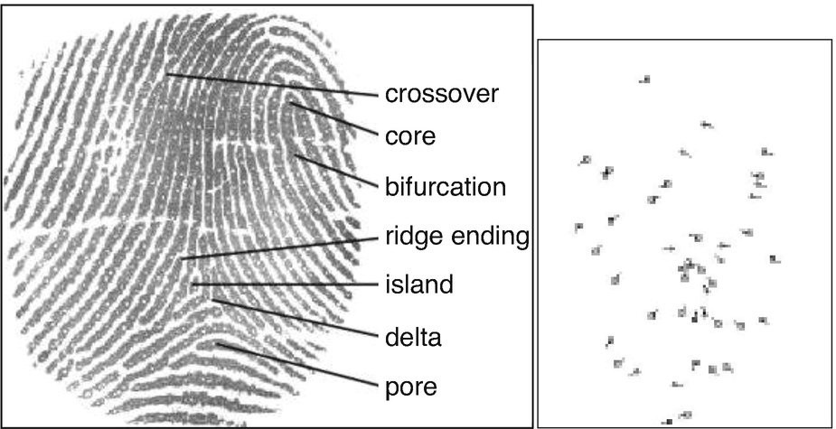 Advances in Fingerprint Technology | SpringerLink