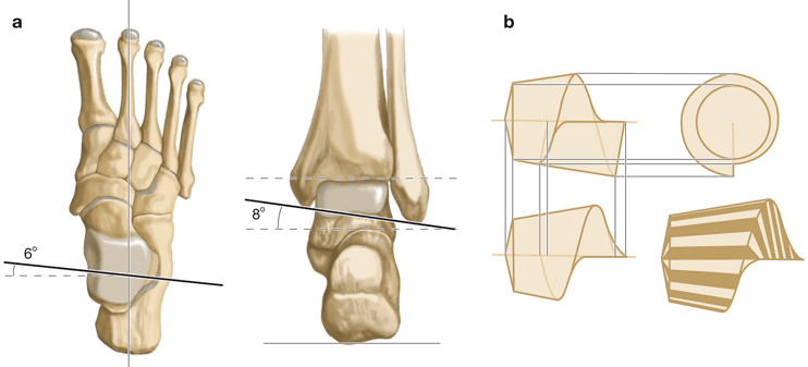 Ligamente: Rupturen und Luxationen | SpringerLink