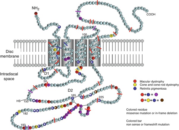 Retinal Dystrophies Associated with the PRPH2 Gene | SpringerLink