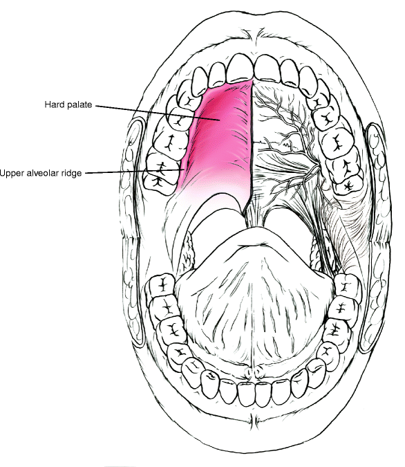 Oral Cavity and Oropharynx | SpringerLink