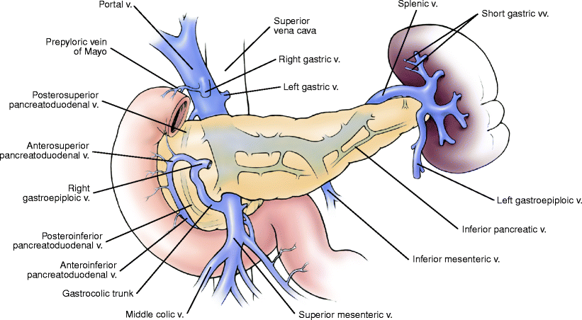 Pancreas and Duodenum | SpringerLink