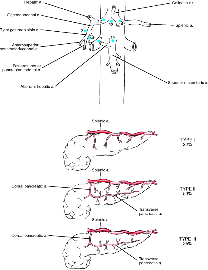 Spleen | SpringerLink