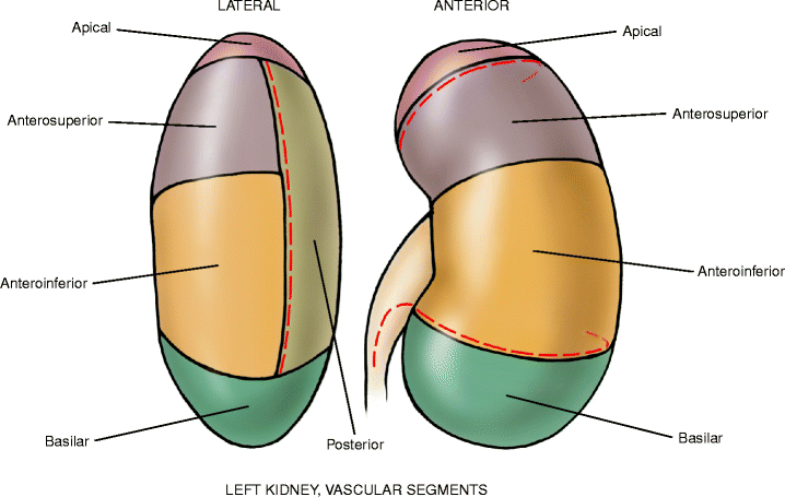 Kidneys, Ureters, and Bladder | SpringerLink