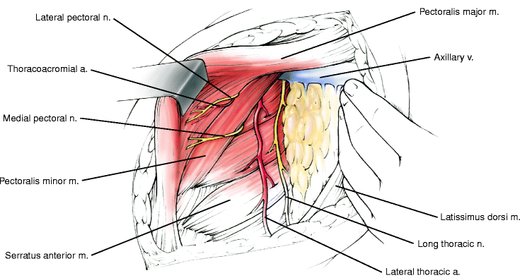 Breast | SpringerLink