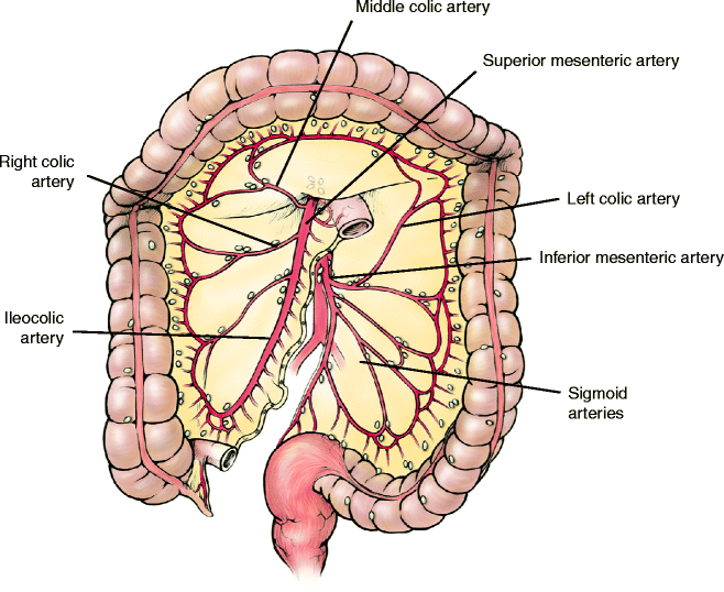 Colon and Appendix | SpringerLink