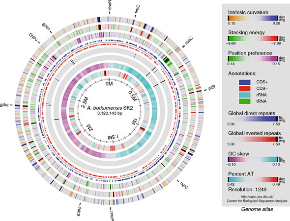 Alcanivorax borkumensis | SpringerLink