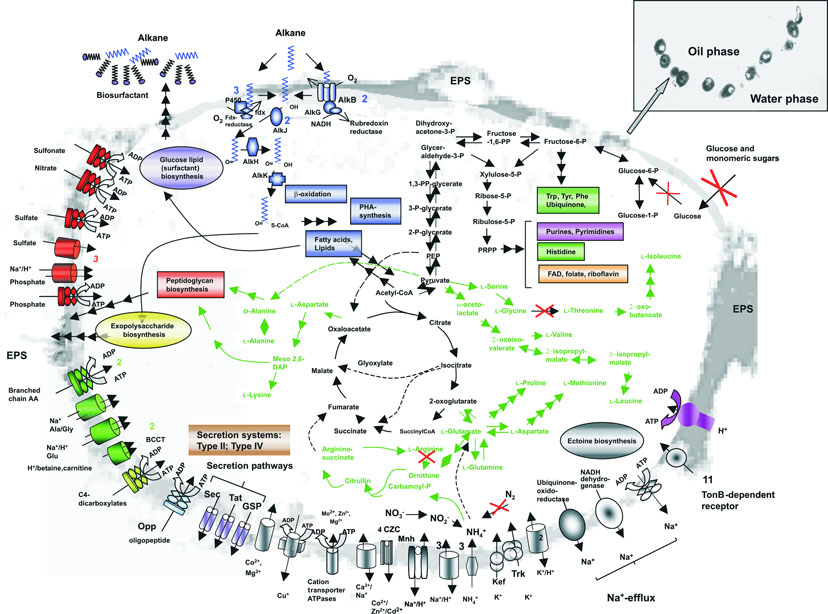 Alcanivorax borkumensis | SpringerLink