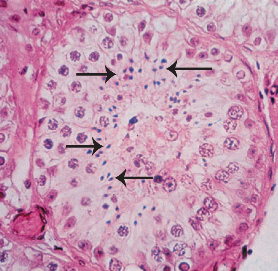 Physiology of Testicular Function | SpringerLink
