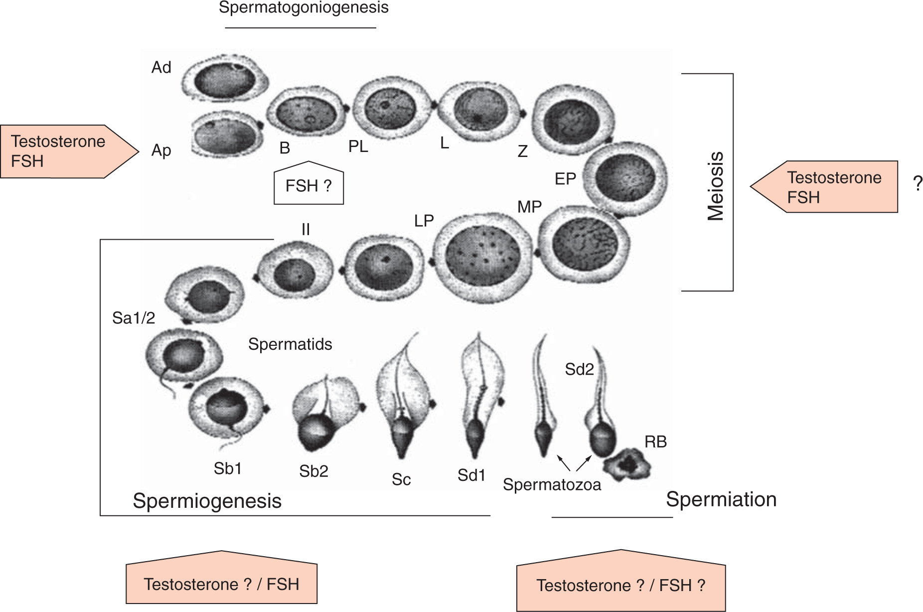 Physiology Of Testicular Function Springerlink