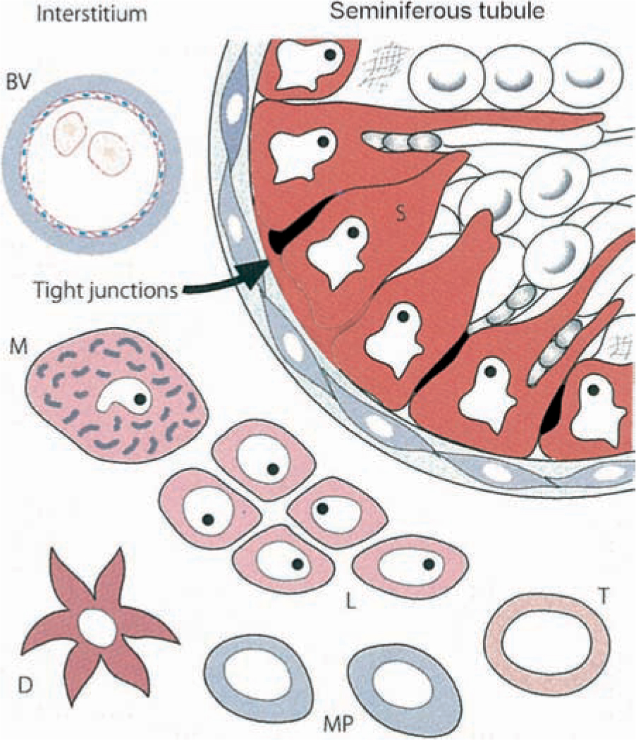 Physiology of Testicular Function | SpringerLink