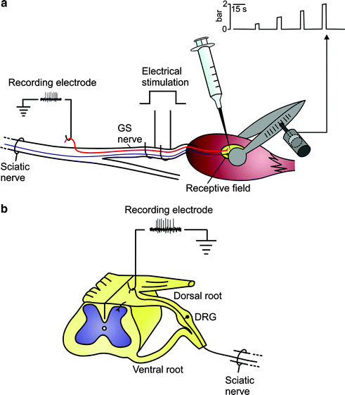 Peripheral Mechanisms of Muscle Pain: Response Behavior of Muscle ...