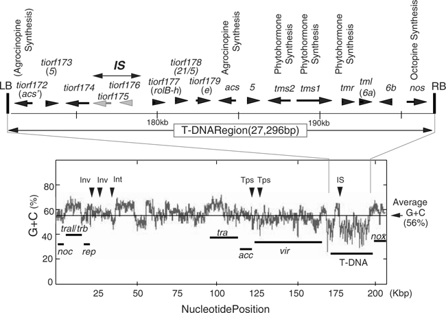 Ti and Ri Plasmids | SpringerLink