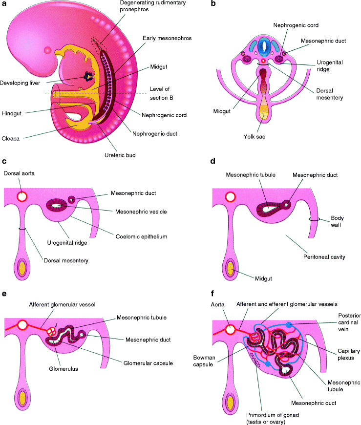 Embryology of the Kidney | SpringerLink