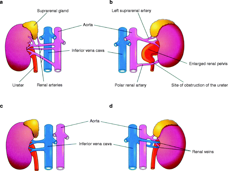 Embryology of the Kidney | SpringerLink