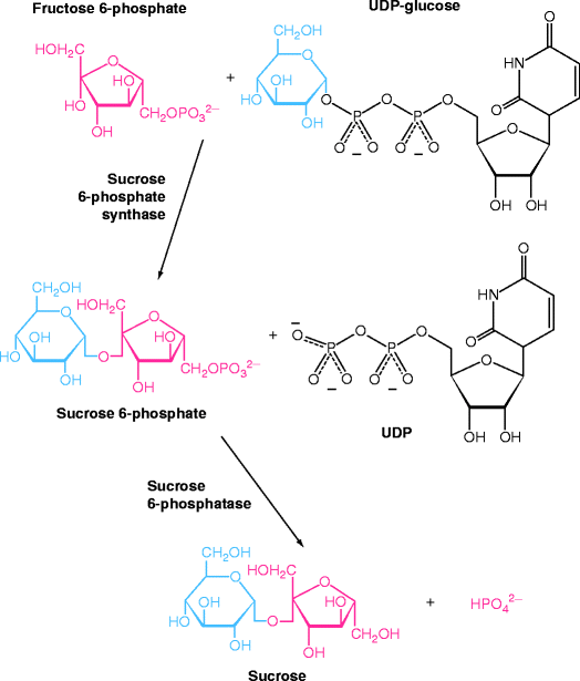 Photosynthesis and Sucrose Production | SpringerLink