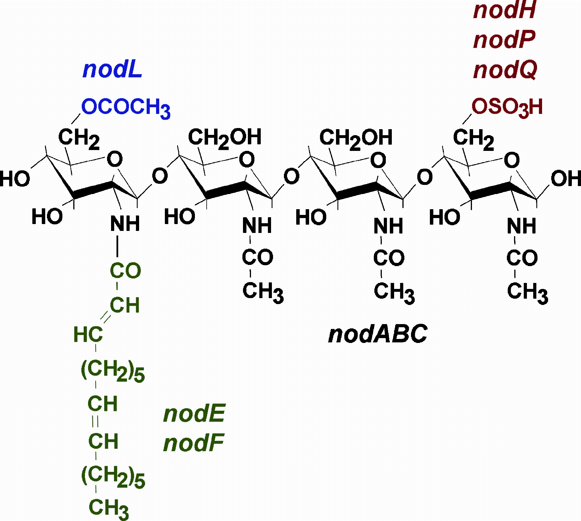 Integrated Nod Factor Signaling in Plants | SpringerLink