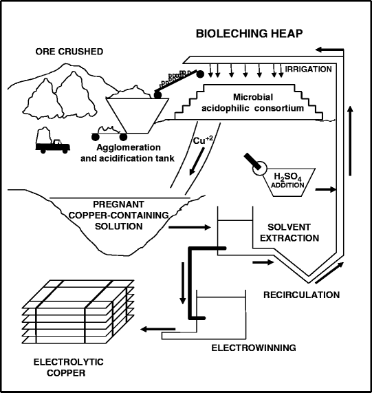 Biomining Microorganisms: Molecular Aspects and Applications in ...