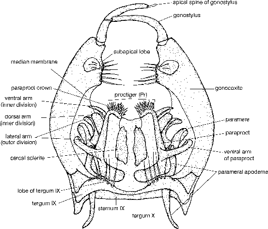 Morphology of Mosquitoes | SpringerLink