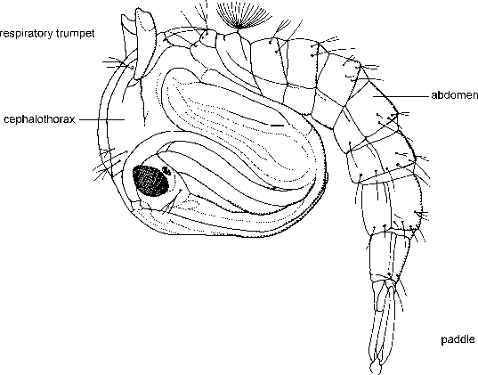 Morphology of Mosquitoes | SpringerLink