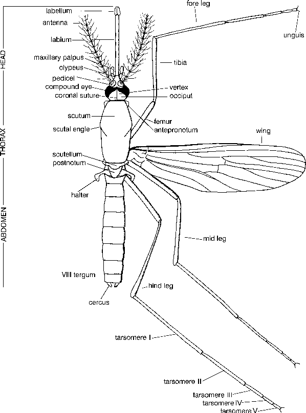 Morphology of Mosquitoes | SpringerLink