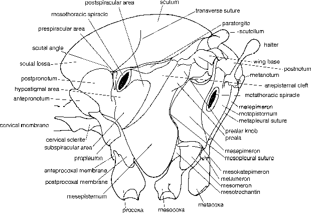 Morphology of Mosquitoes | SpringerLink