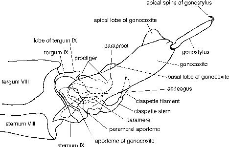Morphology of Mosquitoes | SpringerLink