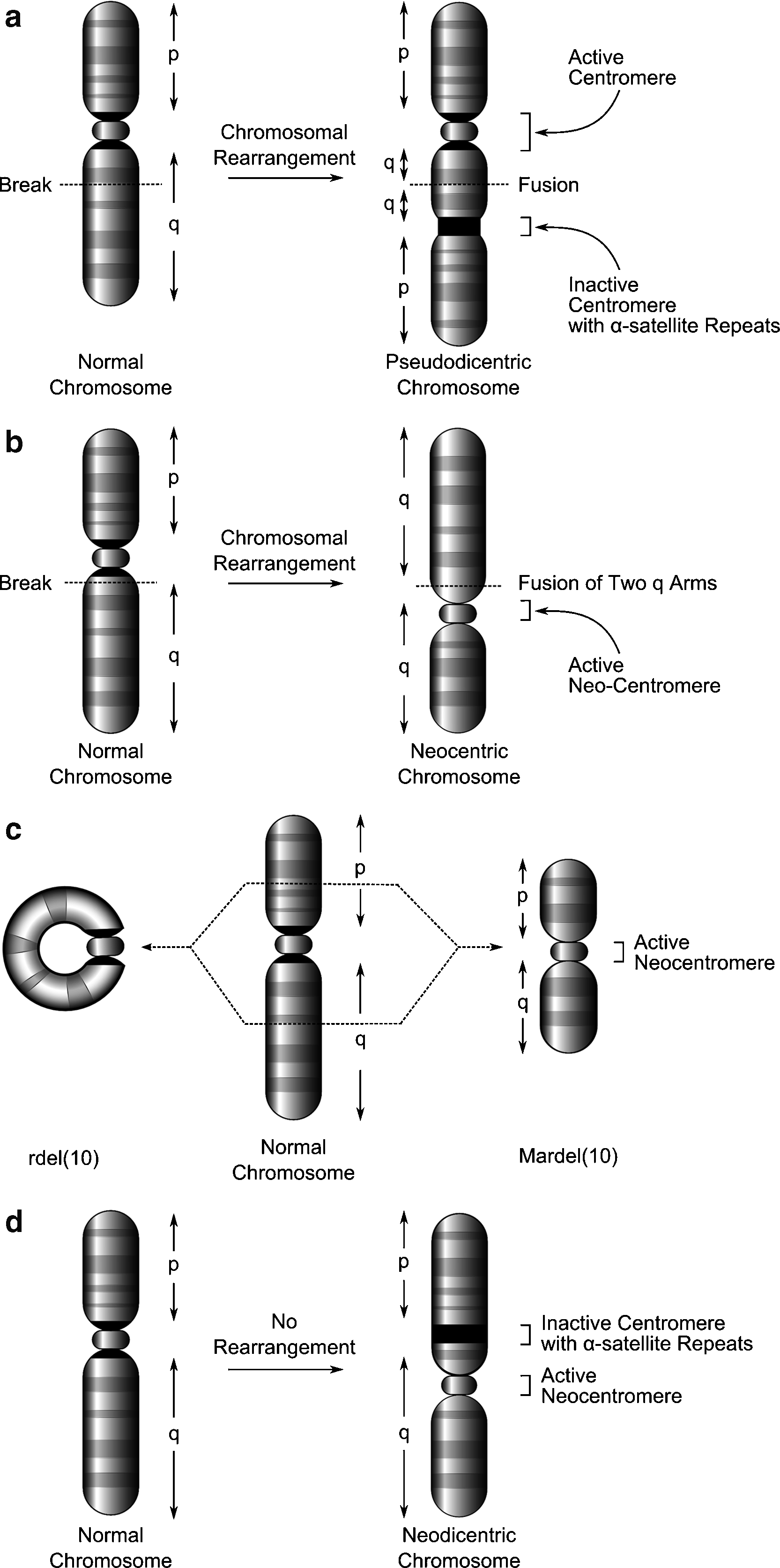 The Epigenetic Basis for Centromere Identity | SpringerLink