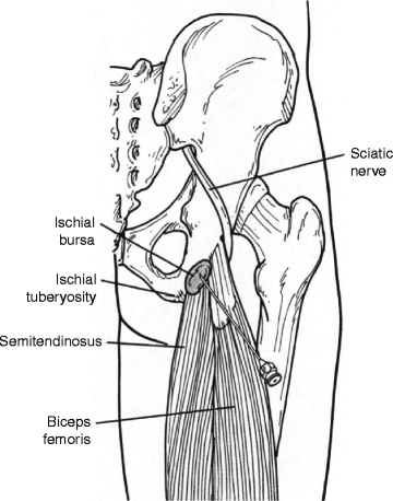 Lower Extremity | SpringerLink