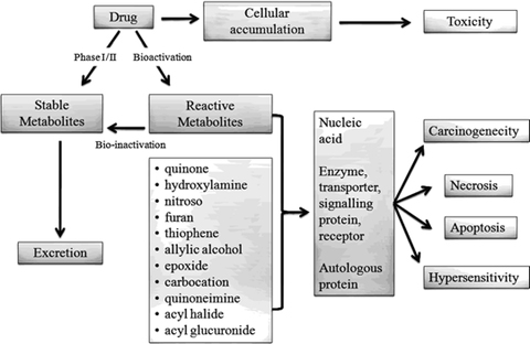 Role of Reactive Metabolites in Drug-Induced Hepatotoxicity | SpringerLink