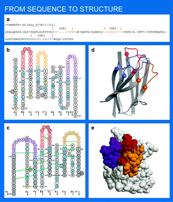 Standardized Sequence and Structure Analysis of Antibody Using IMGT ...