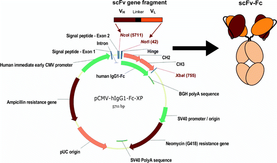 Transient Production of scFv-Fc Fusion Proteins in Mammalian Cells ...