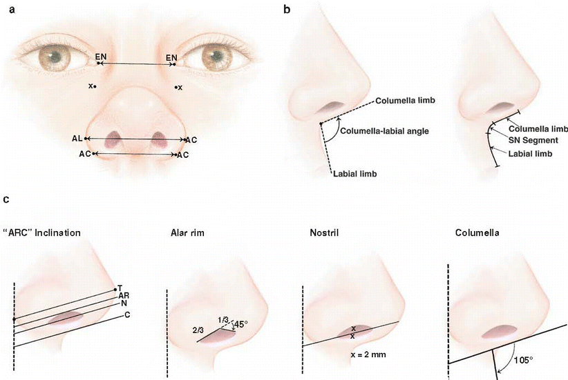 Nasal Base | SpringerLink