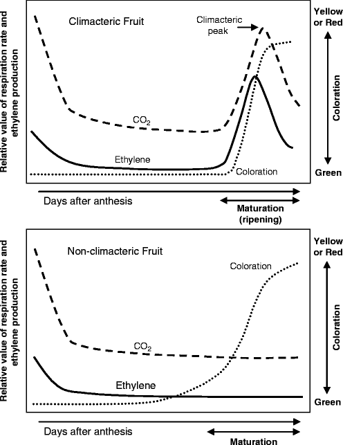 Fruit Development | SpringerLink