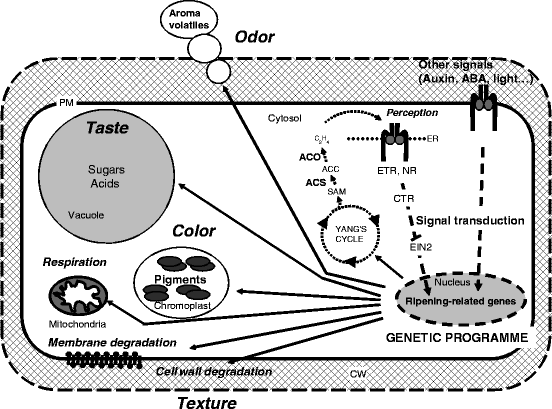 Mechanism of Fruit Ripening | SpringerLink