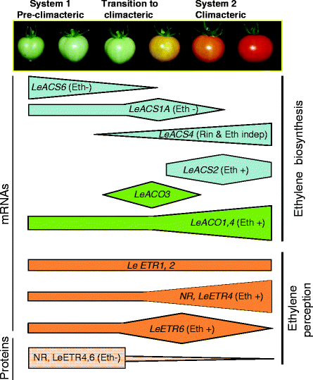 Mechanism of Fruit Ripening | SpringerLink