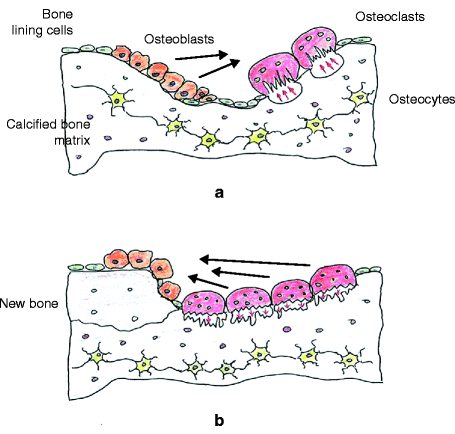Physiology of Bone Formation, Remodeling, and Metabolism | SpringerLink