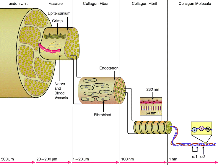 Tendons: Engineering of Functional Tissues | SpringerLink