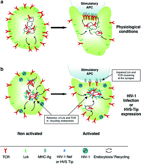 Vesicle Traffic to the Immunological Synapse: A Multifunctional Process ...