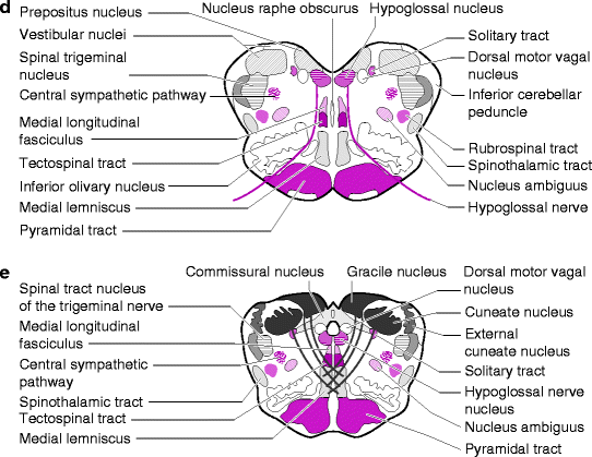 Neuroanatomy of the Brainstem | SpringerLink
